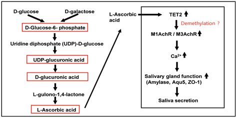Ascorbic Acid Induces Salivary Gland Function Through Tet2