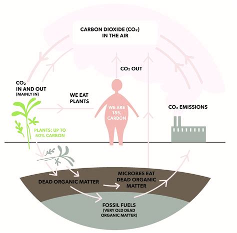 What Are The 5 Steps Of The Carbon Cycle Process With Diagram