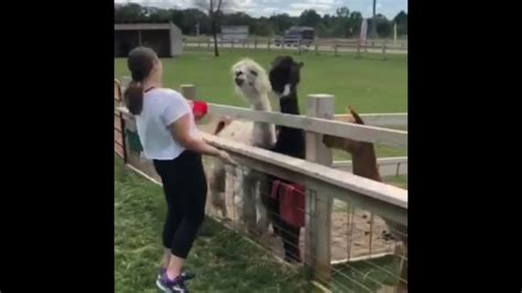 Llama Spitting On Girl Hilarious Vertical Video Youtube