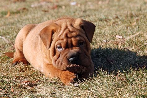 Cocker Pei Puppy Day 69 Appleblossom12 Flickr