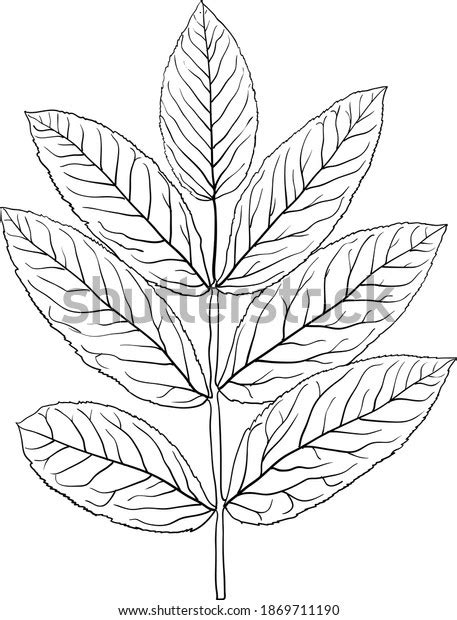 Sketches Silhouettes Leaves On White Background 库存矢量图（免版税）1869711190