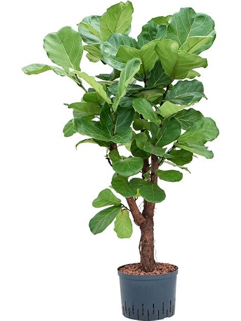 Ficus Lyrata Emirgan Botanik