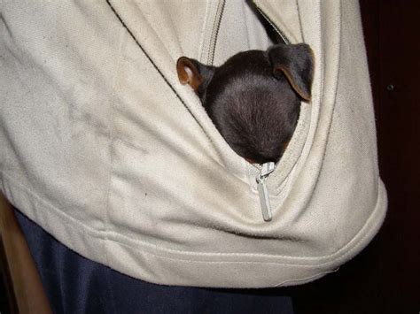 Patuljasti Mini Pinč Crni I Smeđi štenci Moguća Dostava