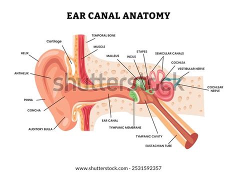 Ear Canal Anatomy Infographic Poster Design Stock Vector Royalty Free