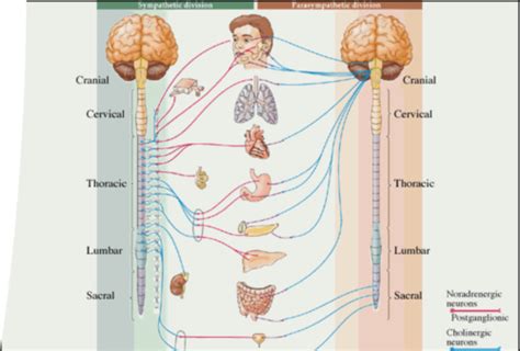 Catecholamine Receptorseffects Of Adrenal Medulla Hormone Stimulation On Selected Organs And