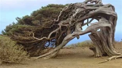 Weird Trees Amazing Trees Unusual Trees From Around The World