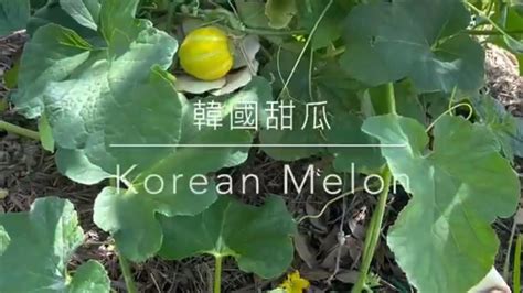 韓國香瓜種植 How To Plant Korean Melon Youtube