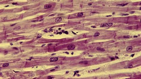 Cardiac Muscle Tissue Slide