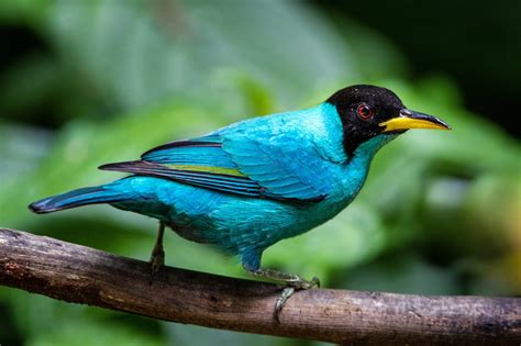 30 000 Free Green Honeycreeper And Nature Images Pixabay