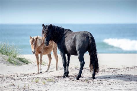 Sable Island National Park Reserve Sable Island Wild Horses Parks