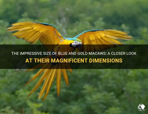 The Impressive Size Of Blue And Gold Macaws A Closer Look At Their
