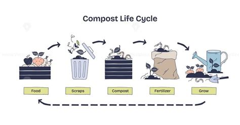 Compost Life Cycle Shows Food To Fertilizer Process Key Objects Food