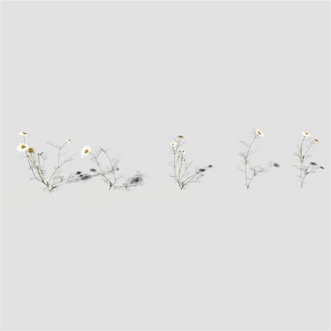 Field Chamomile 3d Model Pack