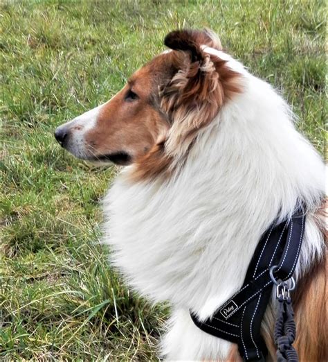 Gallery Of Our Scottish Collies Scottish Collie Preservation Society