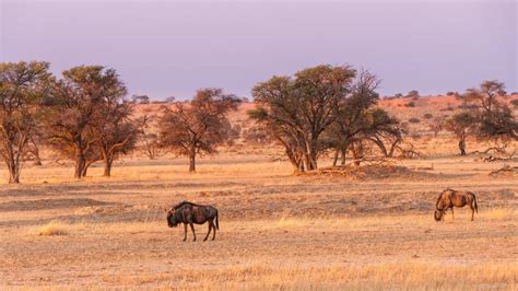 Top 10 Tourist Attractions In Botswana Secret Africa