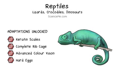 How Does Evolution Work Artofit