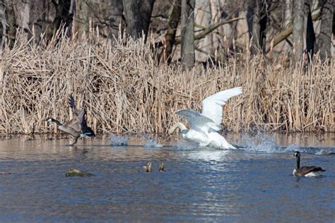 A Mute Swan Attacks A Goose Stock Image Image Of Aggression County 264212995