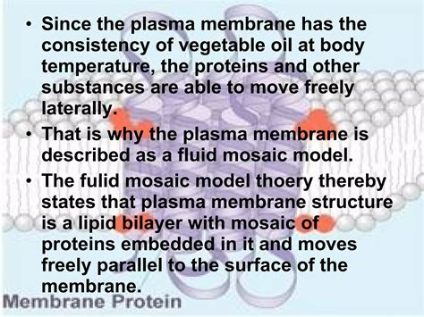 Structure Function Of Cell Membrane PPT
