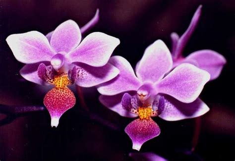 Flores Zigomórficas Unidad De Informática Del Instituto De Química
