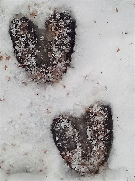 Deer Prints In Sparkling Snow Photograph By Michelle Cappel Fine Art