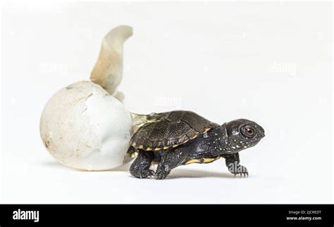 Eggs Turtle Hatch At Savannah Cawthorne Blog