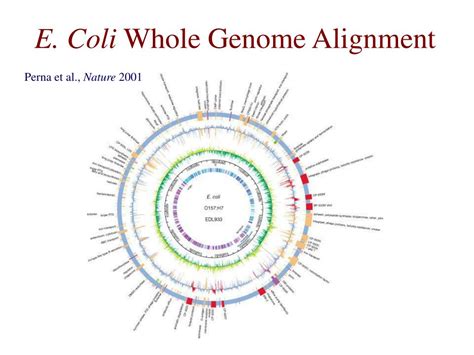 Ppt Whole Genome Alignment Powerpoint Presentation Free Download