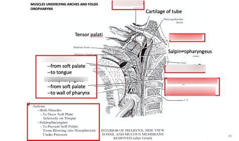 Final Labels 16 Diagram Quizlet