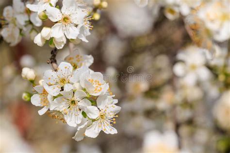 Beautiful Spring Nature Blossom Backdrop Or Pattern Web Banner Or Header Blurred Space For Your