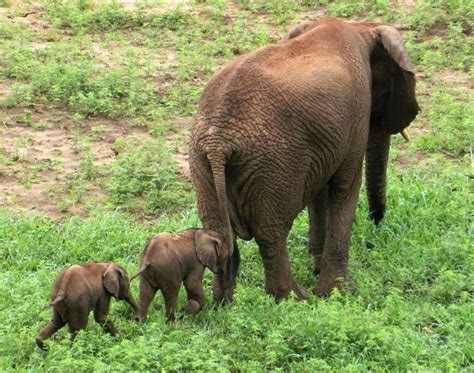 Special Delivery Rare Set Of Elephant Twins Born In South Africa