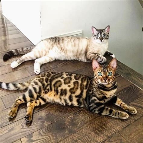 Bengal Cat Colors And Patterns Artofit