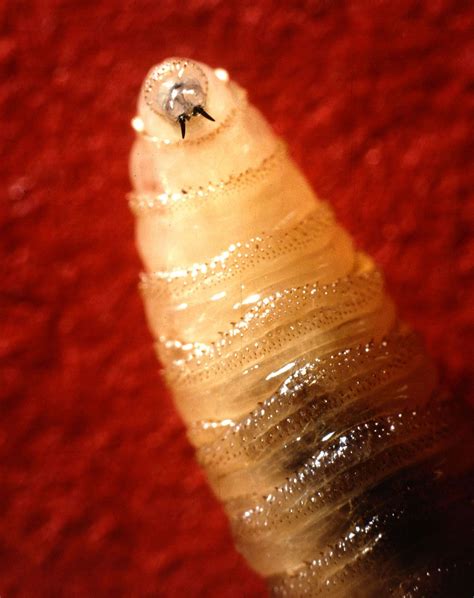 Screwworm Infection Eradication Outbreak Cattle Myiasis