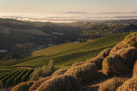 Daou Vineyards Stories Summer Is Paso Robles
