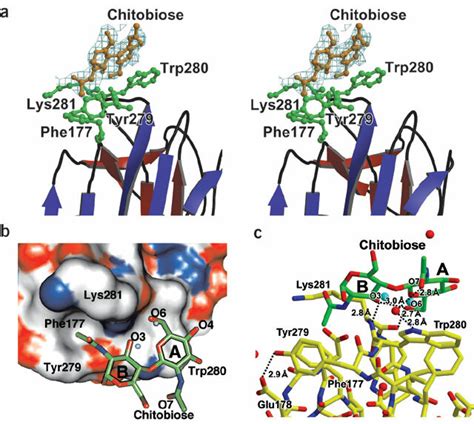 Structure Of Sbd In Complex With Chitobiose A Stereo View Of The