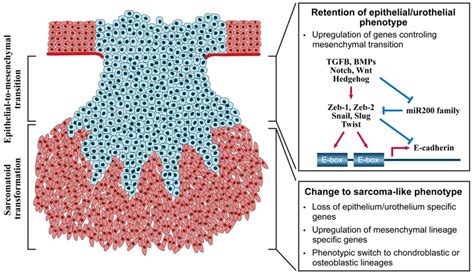 Molecular Regulation Of Epithelial To Mesenchymal Transition And Download Scientific Diagram