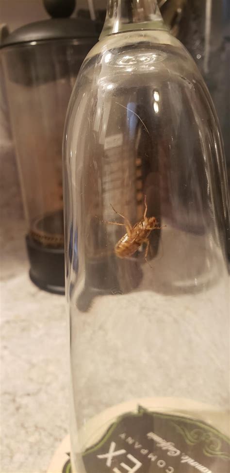 Is This A Cockroach Wa State R Insects