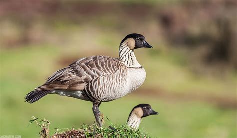 The Hawaiian Nene Goose Haleakala Crater