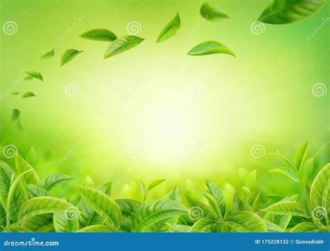 Vector Green Leaves Backgrounds 87768564