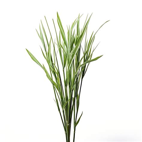 Premium Ai Image Carthage Switchgrass Greygreen A Single Curled Leaf