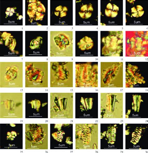 Calcareous Nannofossils In The Snežnica Section Cross Polarized Light