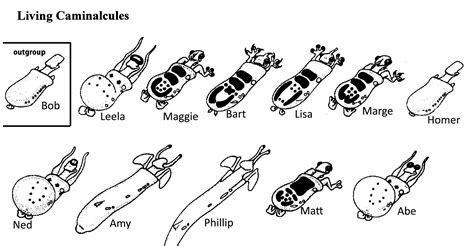 Solved Using The Living Caminalcules Complete Matrix Of 20