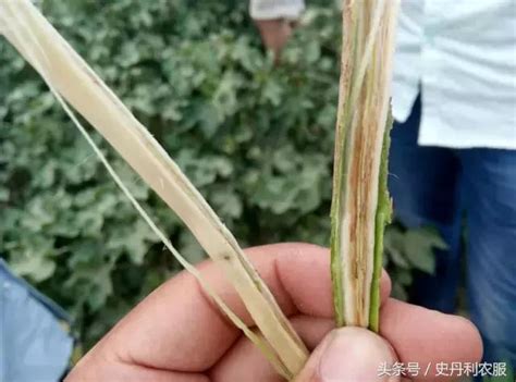 分清棉花枯萎病和黃萎病，這樣防治效果最好 每日頭條