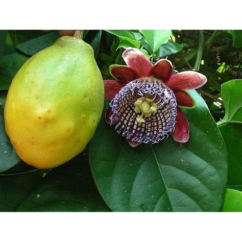 Passiflora Quadrangularis Seeds Passion Flower Passion Fruit 250