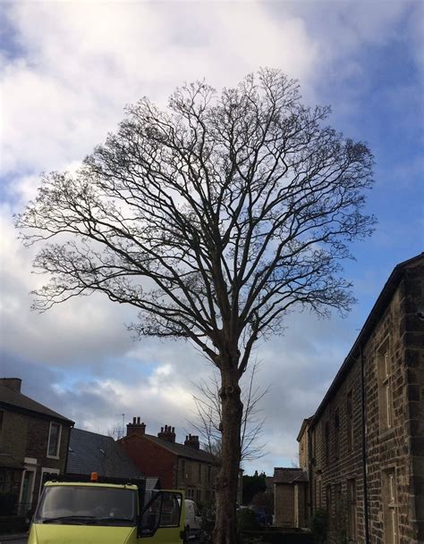 Case Study Large Sycamore Tree Reduction Les Tree Services