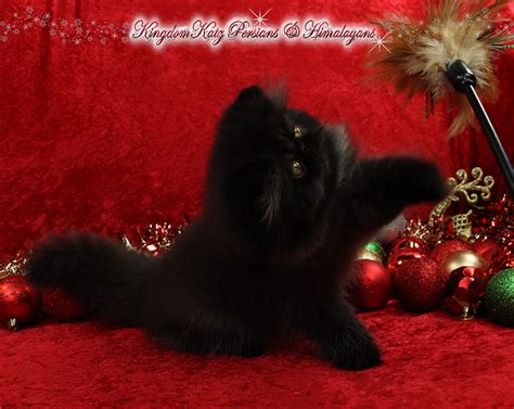 23 Arpad She Loves Me