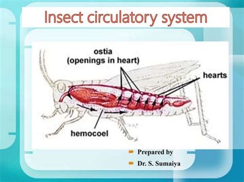 Insect Legs And Its Modifications Pdf