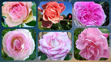 Pink Roses Flowers Names Best Flower Site