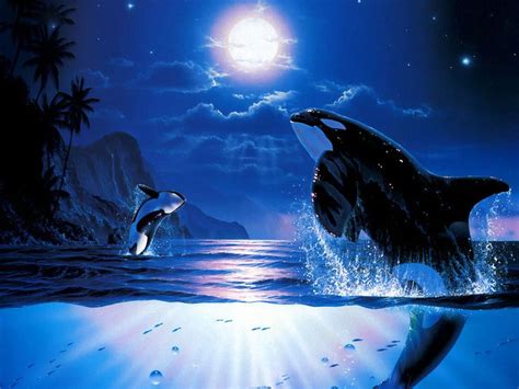 Desktop Orcas Wallpapers Wallpaper Cave
