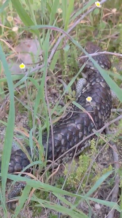 A Shingleback Lizard From Western Australia Shingleback Lizard Skink