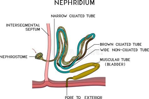 Scheme Of Nephridium Of Earthworm Lumbricus Terrestris Stock Vector