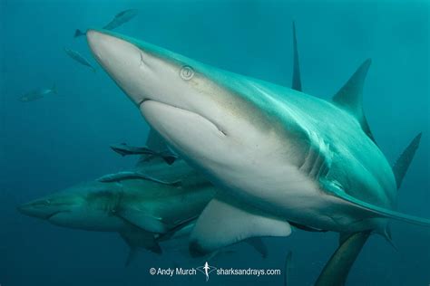 Blacktip Shark Carcharhinus Limbatus